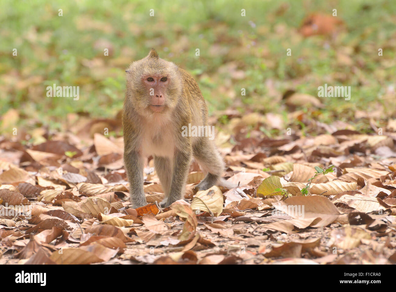 Adult Macaque Walking on Leaves Stock Photo - Alamy