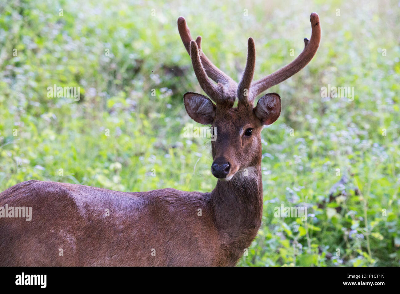Eld's Deer (Panolia eldii), an endangered species of deer, Huai Kha ...