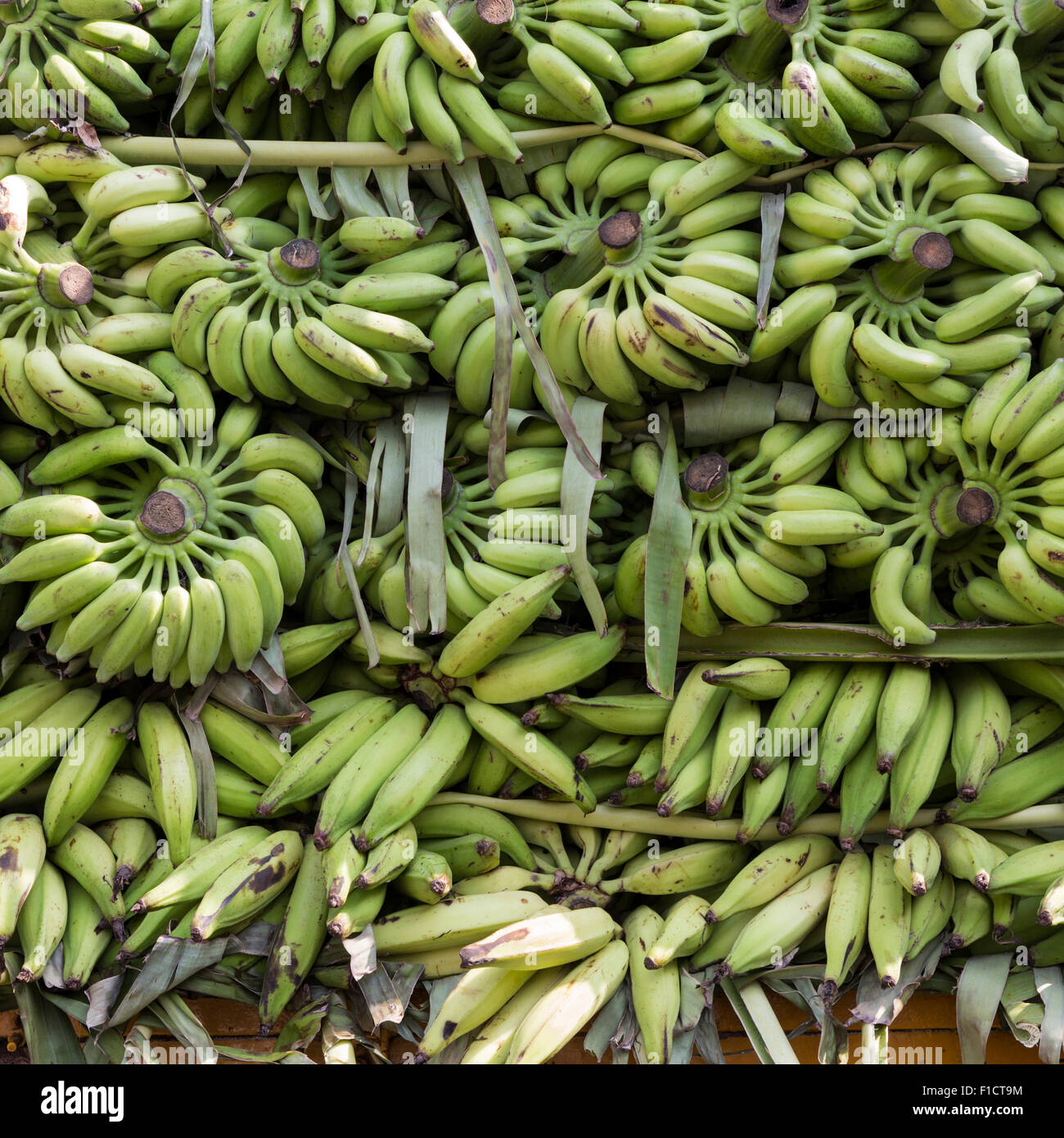 Bunches of green bananas stacked on a truck for shipment. Photographed ...
