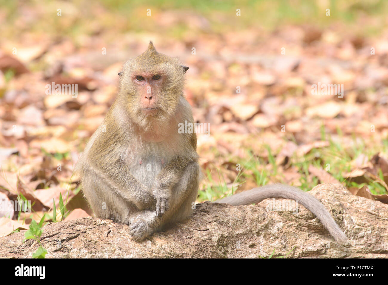 Macaca conservation hi-res stock photography and images - Alamy
