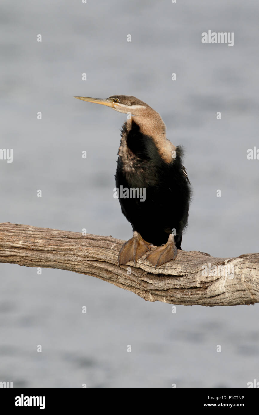 African darter, Anhinga rufa, single bird on branch, South Africa ...