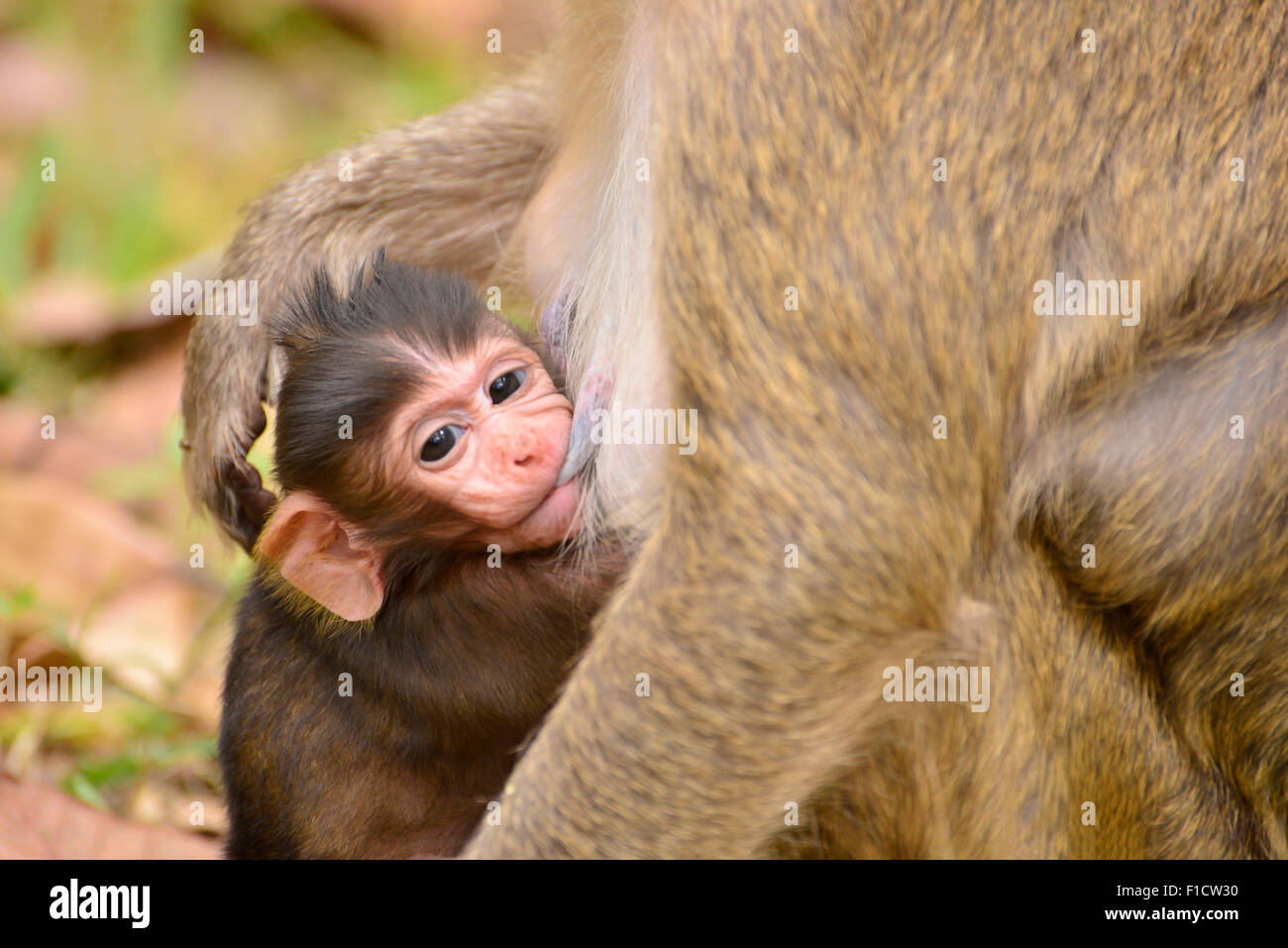 Baby breastfeeding in mothers arms hi-res stock photography and images ...