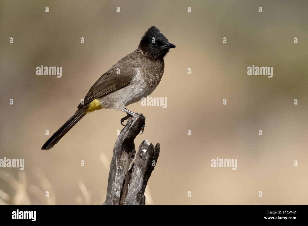 Common or Black-eyed bulbul, Pycnonotus barbatus, single bird on branch ...