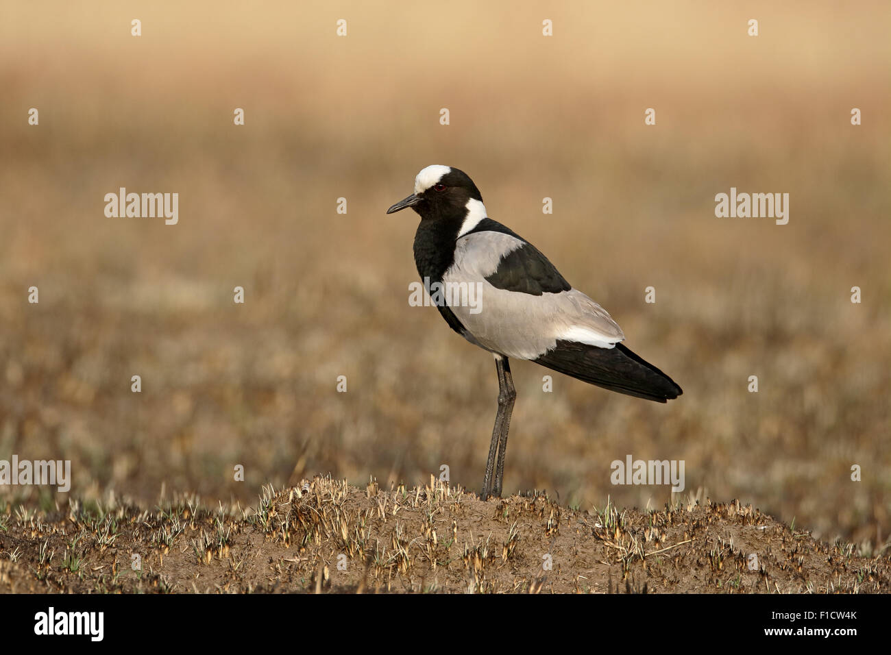 Blacksmith plover, Vanellus armatus, single bird on ground, South ...
