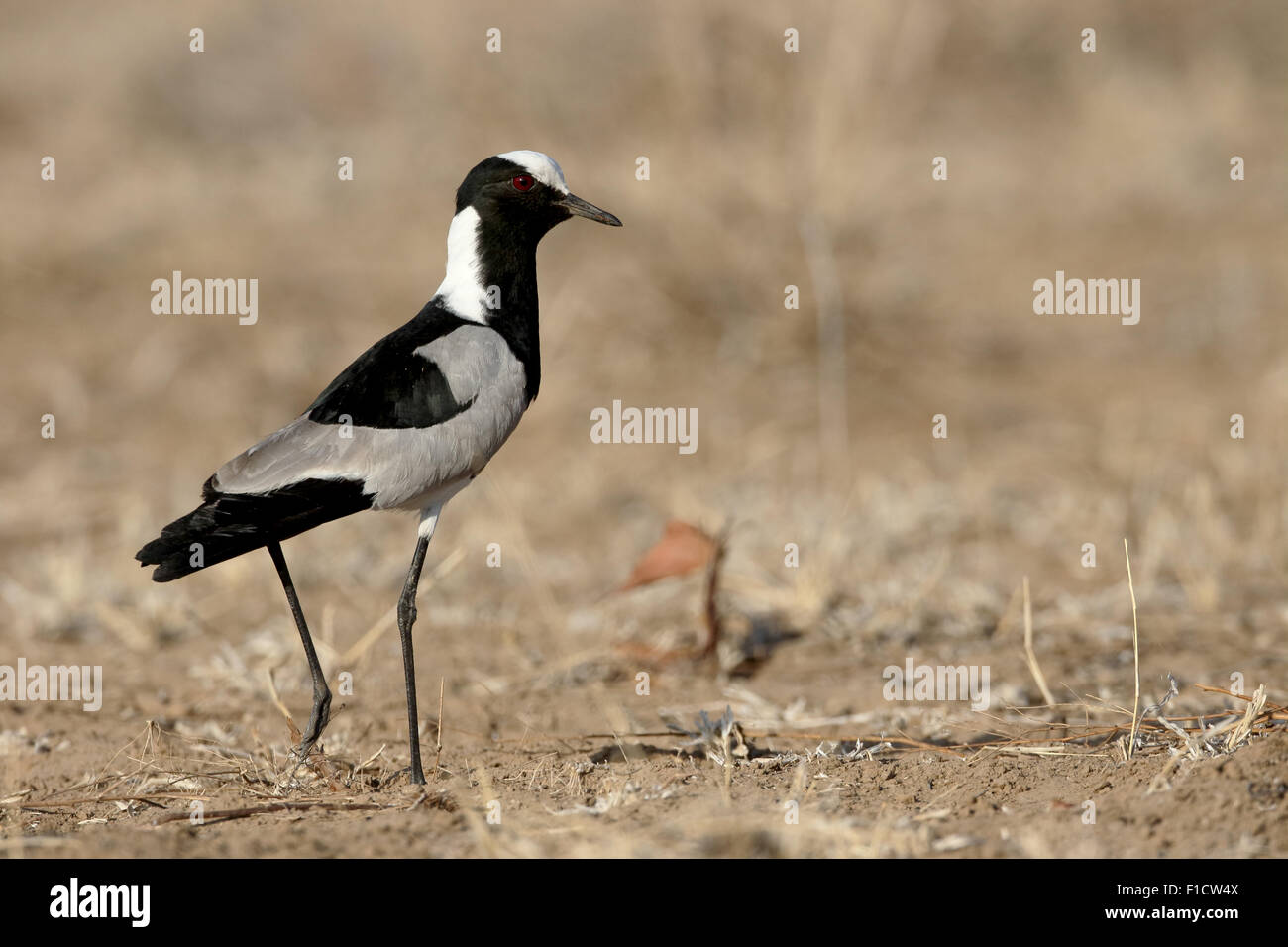 Armatus hi-res stock photography and images - Alamy