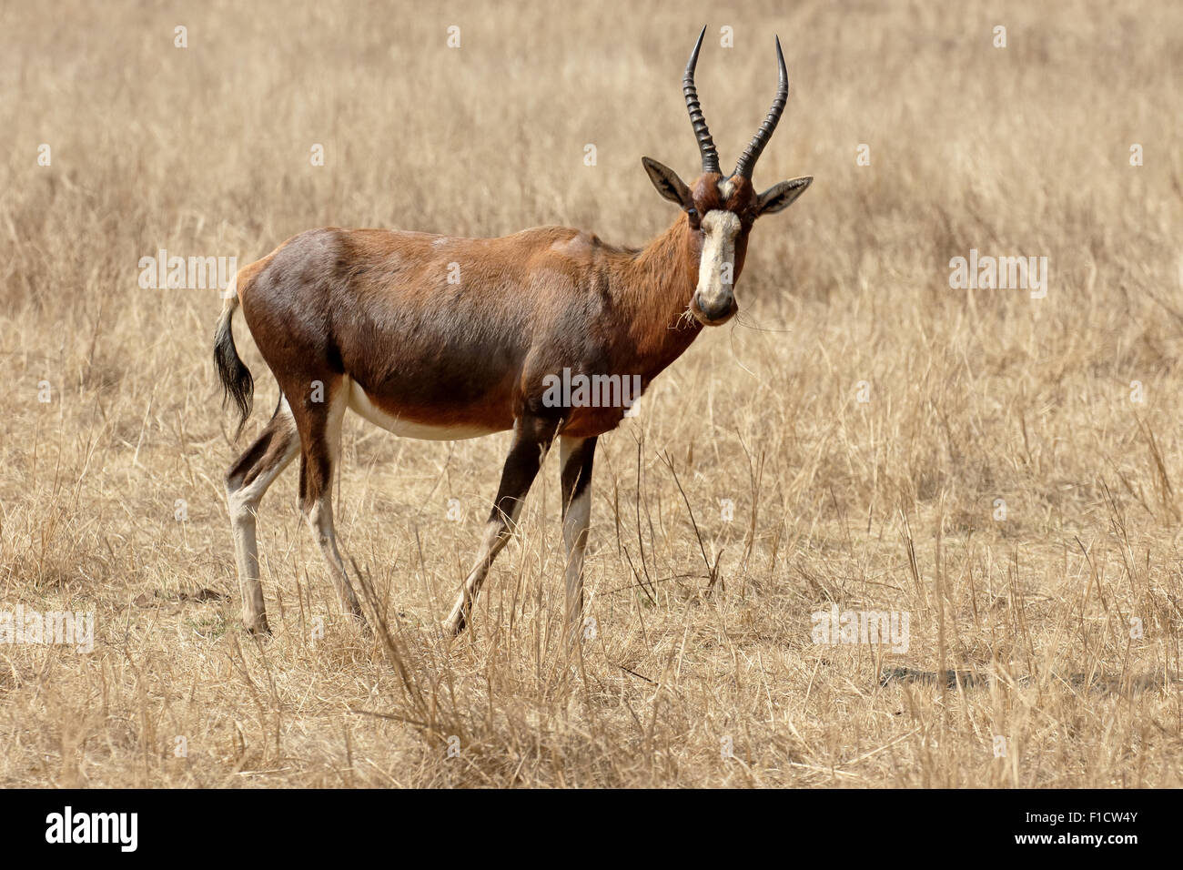 Blesbok, Damaliscus pygargus phillipsi, single mammal, South Africa ...