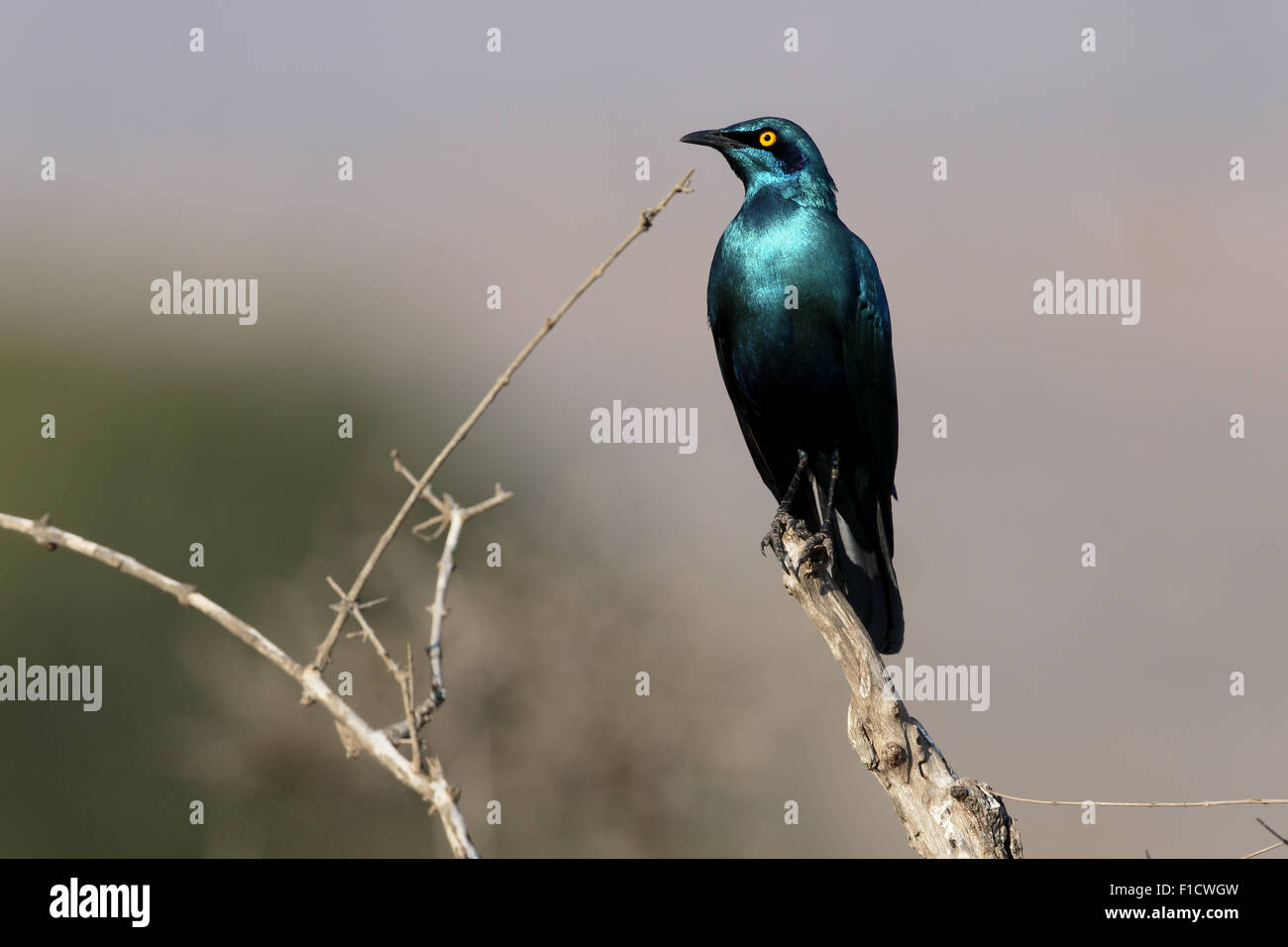 Cape starling, Lamprotornis nitens, single bird on branch, South Africa ...