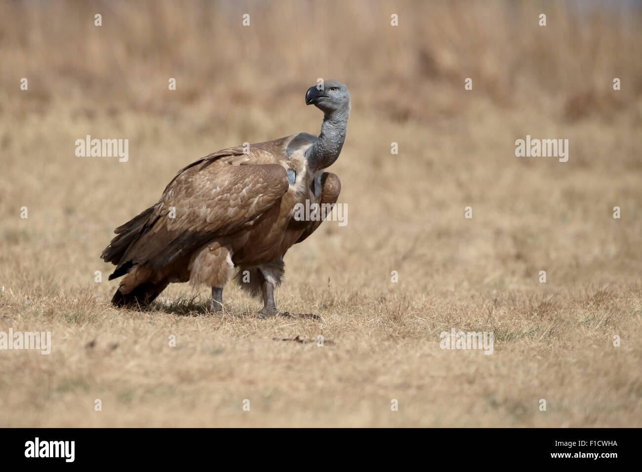 Cape vulture, Gyps coprotheres, single bird on ground, South Africa ...