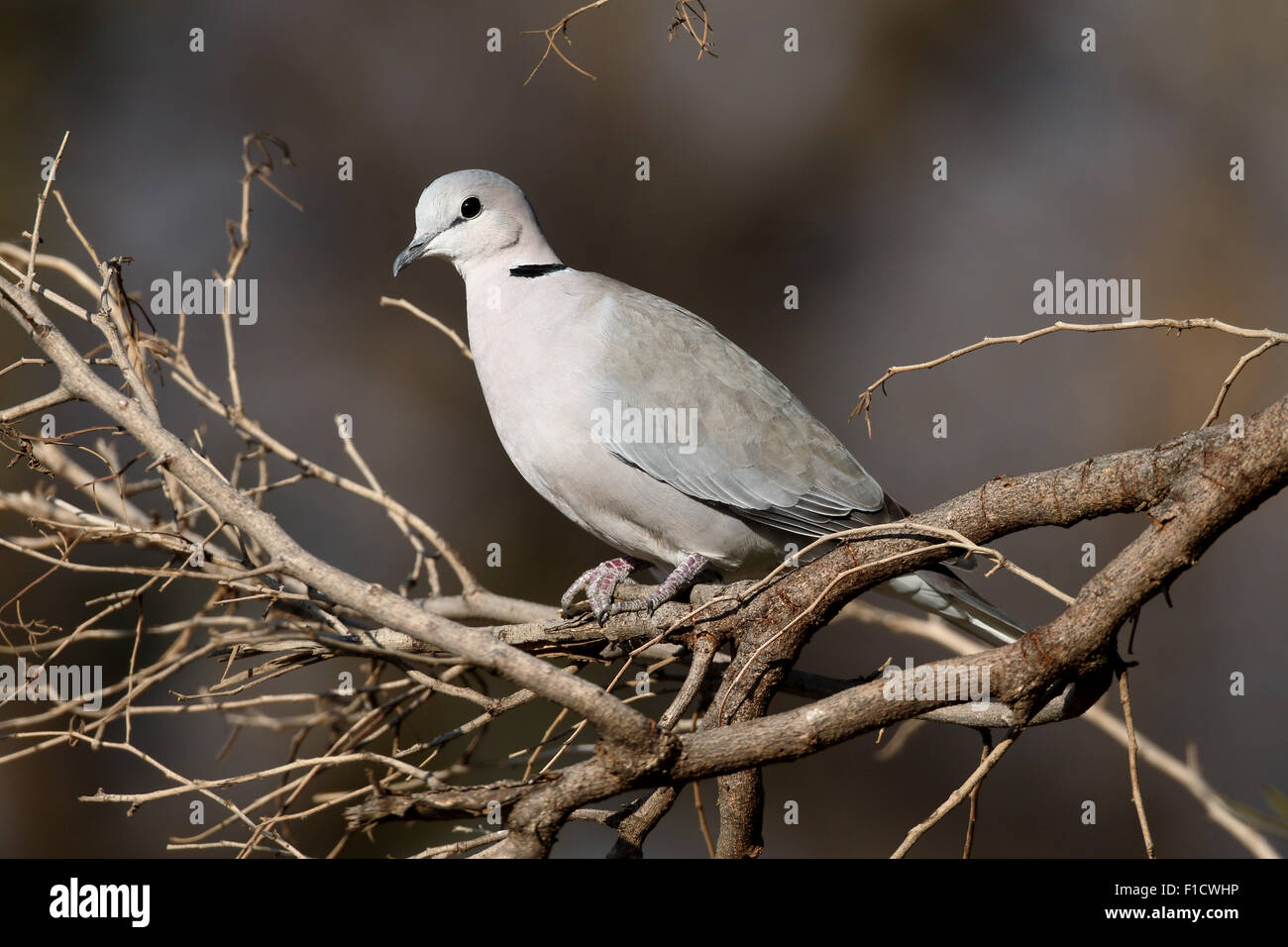 Cape-turtle dove or Ring-necked dove, Streptopelia capicola, single ...