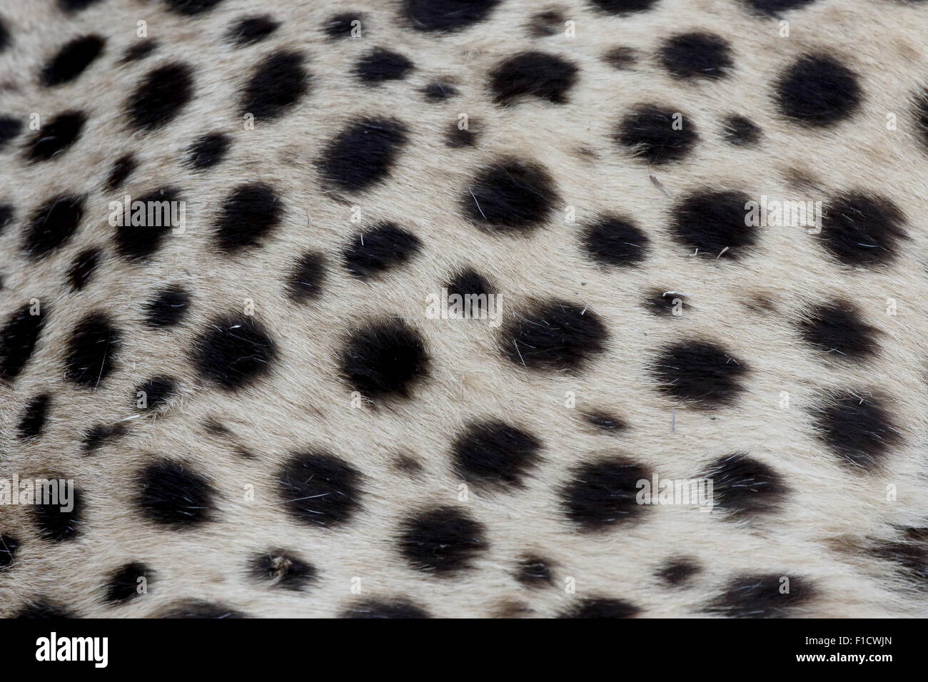 Cheetah pattern hi-res stock photography and images - Alamy
