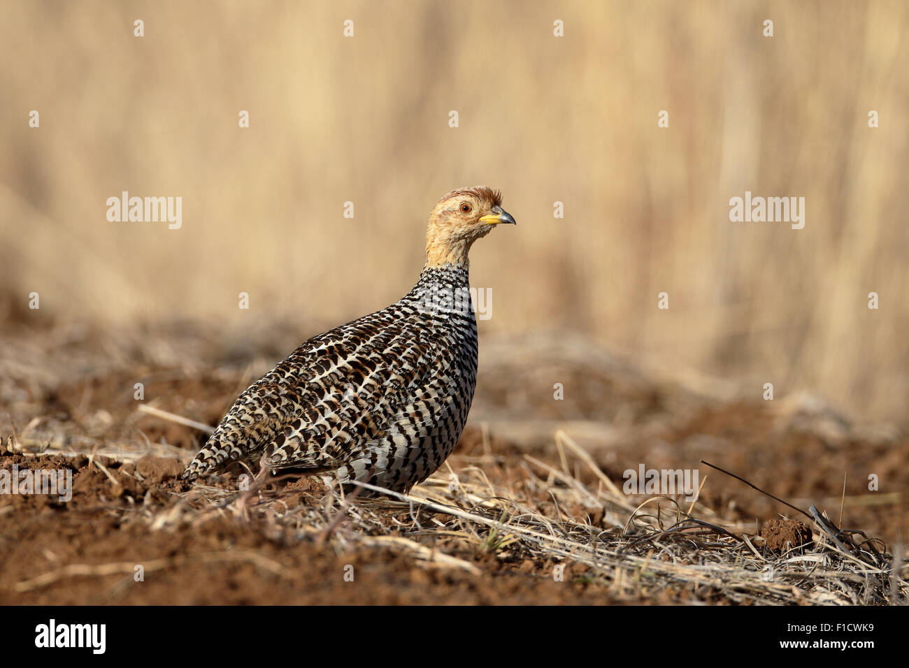 Coqui francolin, Peliperdix coqui, single bird on ground, South Africa ...