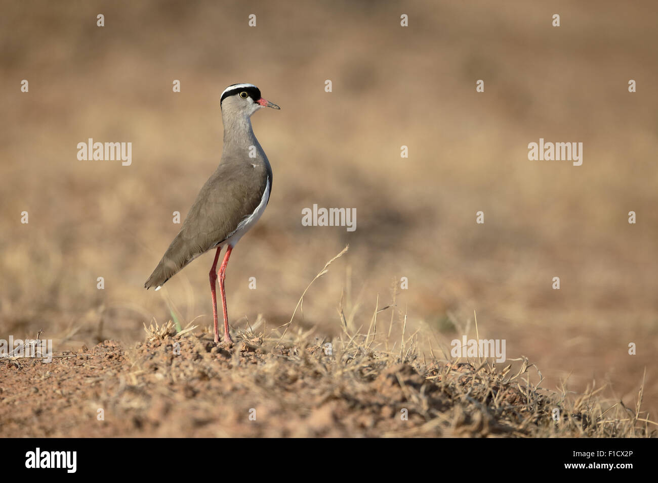 Crowned plover, Vanellus coronatus, single bird on ground, South Africa ...