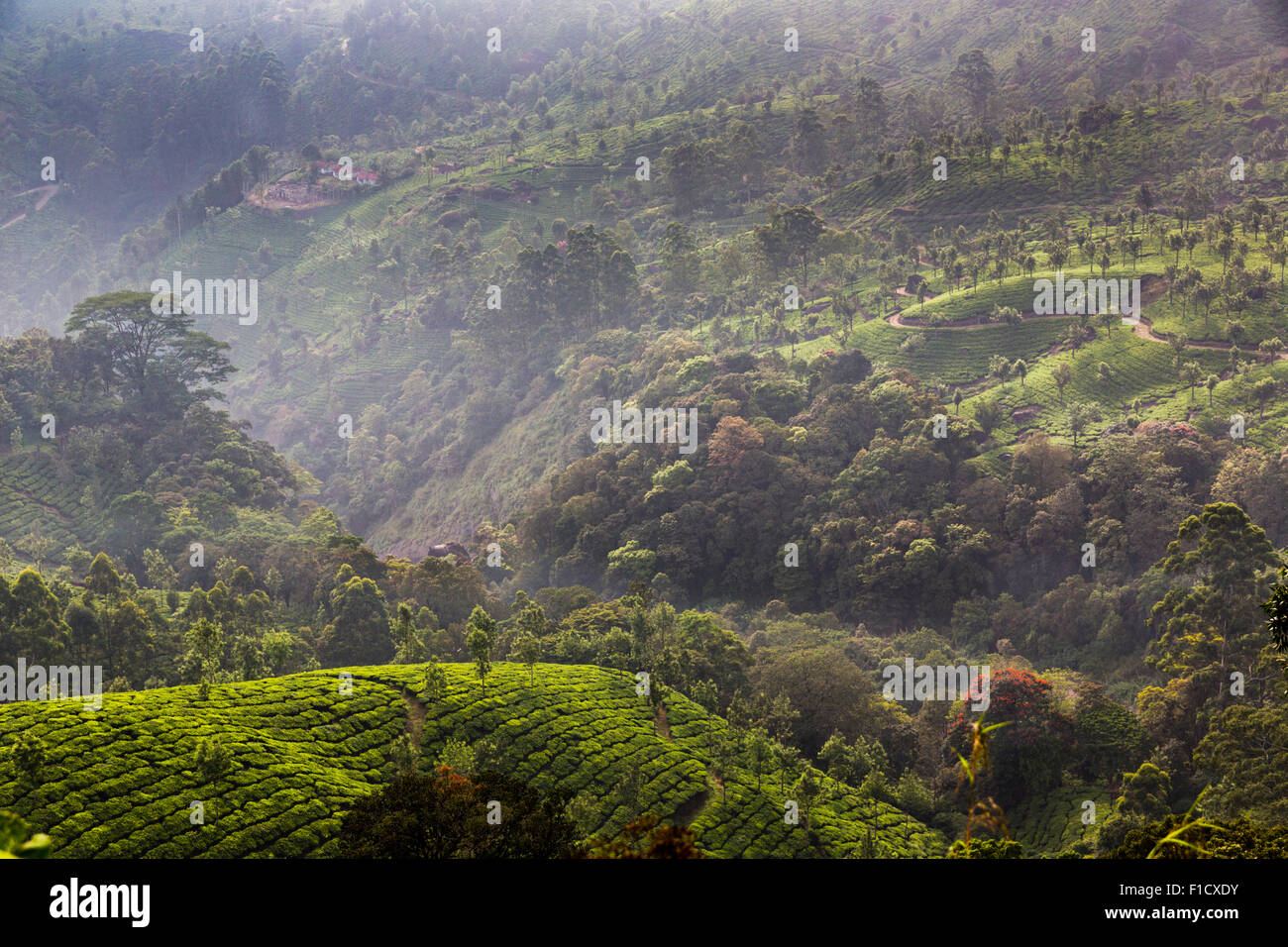 Tea plantation near Munnar in Kerala, India viewed from Pothamedu ...