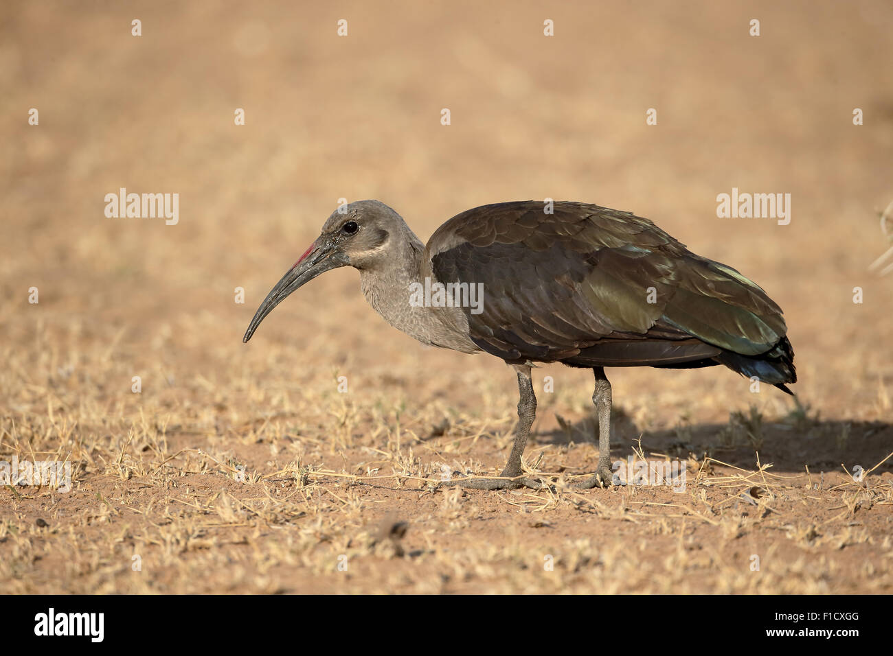 Hadeda ibis, Bostrychia hagedash, single bird on ground, South Africa ...