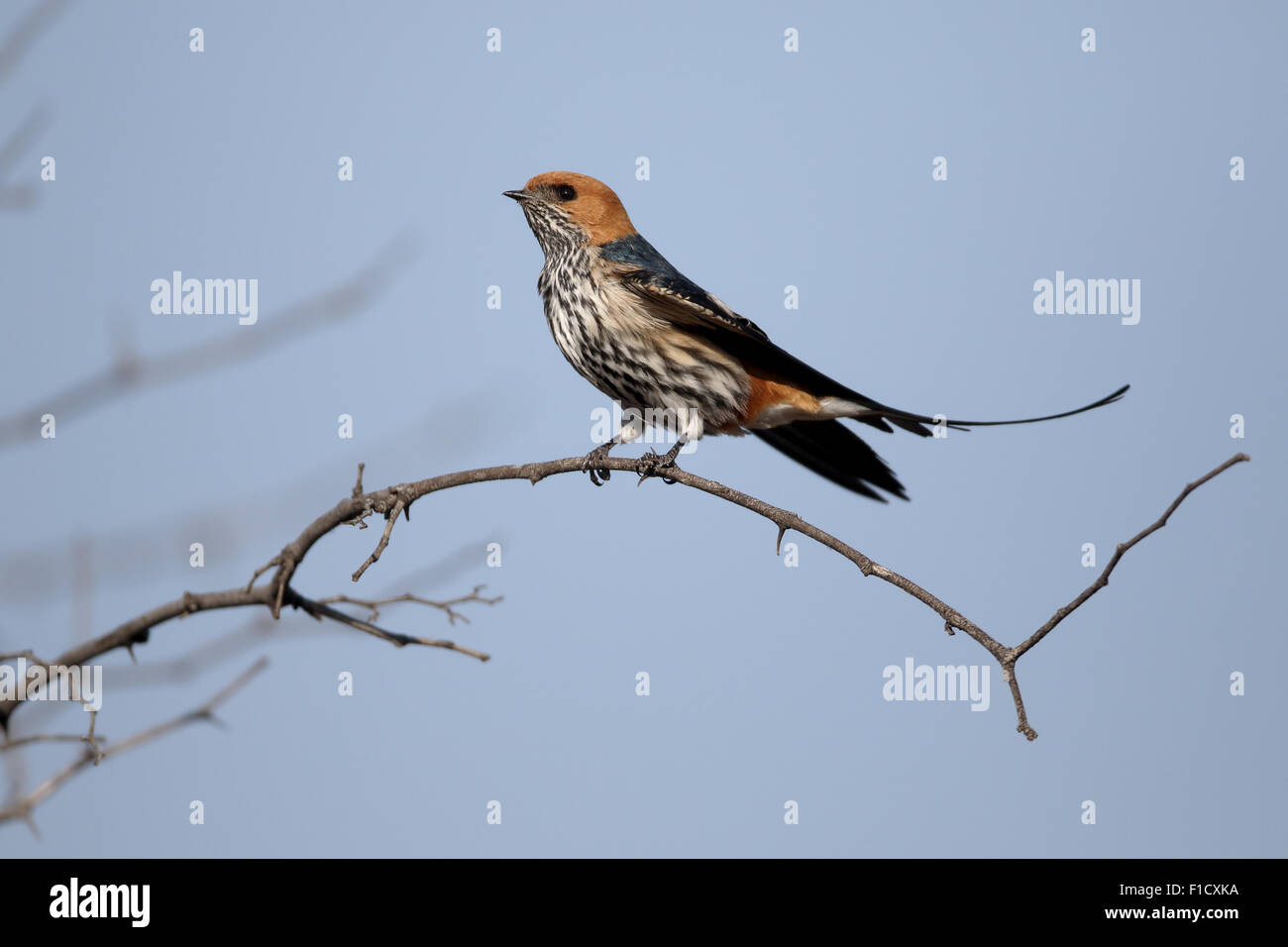 Lesser-striped swallow, Cecropis abyssinica, single bird on branch ...