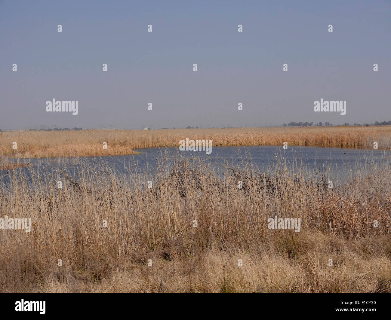 Marievale Nature Reserve, South Africa, August 2015 Stock Photo - Alamy