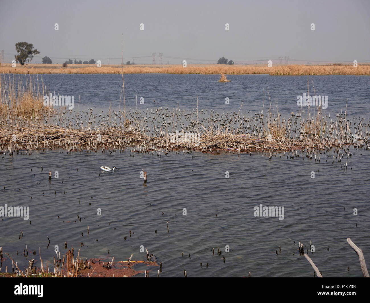 Marievale Nature Reserve, South Africa, August 2015 Stock Photo - Alamy
