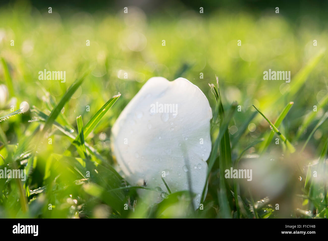 Springtime freshness hi-res stock photography and images - Alamy