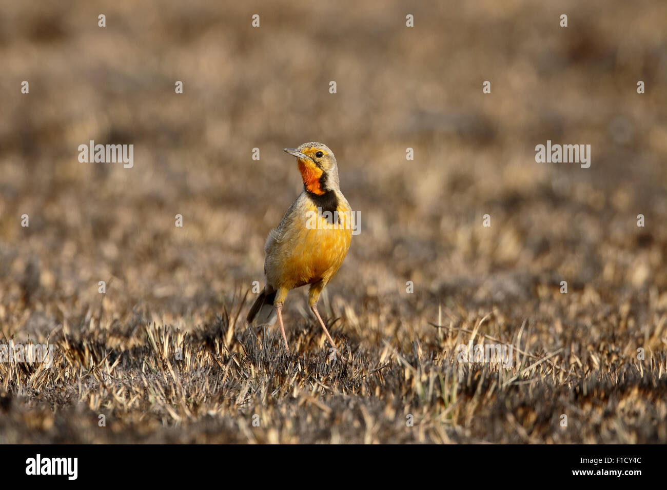 Orange-throated or Cape longclaw, Macronyx capensis, single bird on ...