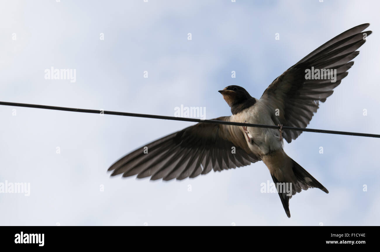 Common house martin hi-res stock photography and images - Alamy