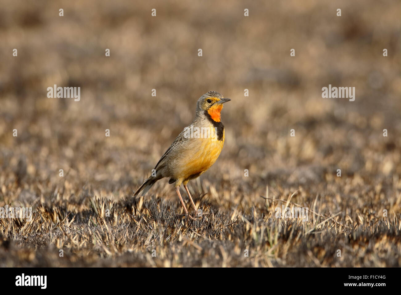 Orange-throated or Cape longclaw, Macronyx capensis, single bird on ...