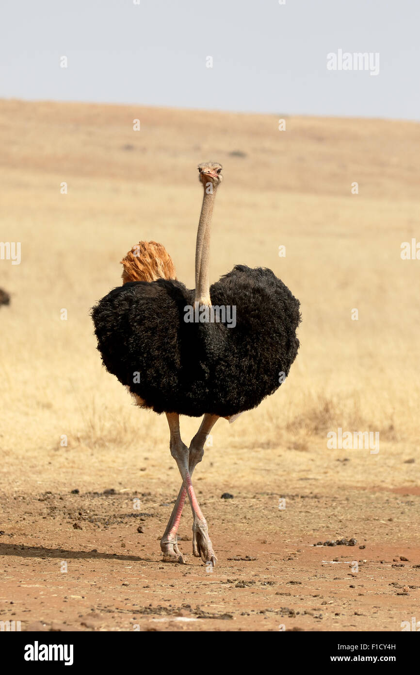 Struthio camelus hi-res stock photography and images - Alamy