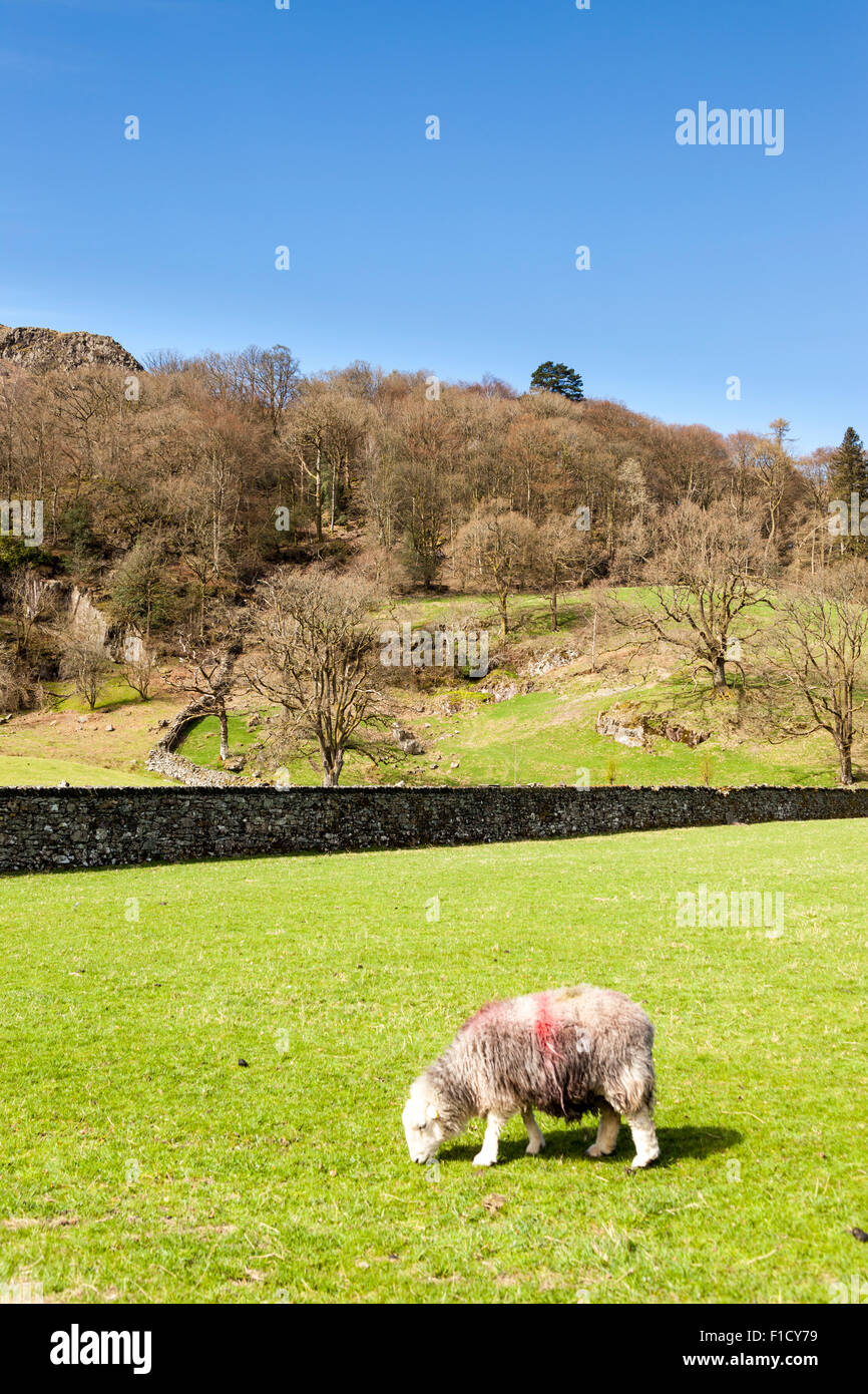 Sheep farms lake district hi-res stock photography and images - Alamy