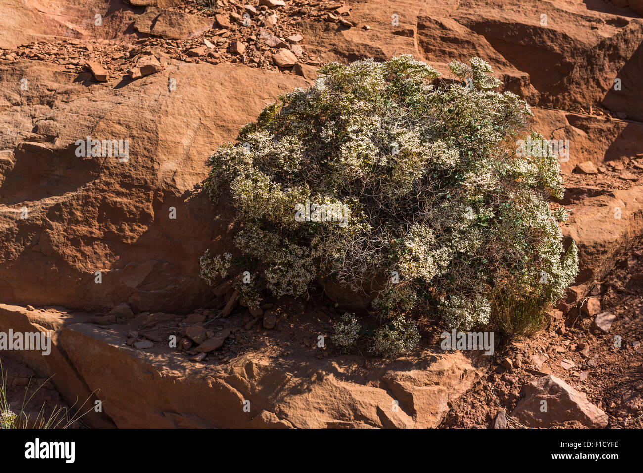 Flowering sagebrush clings to red rock face of Colorado River canyon ...