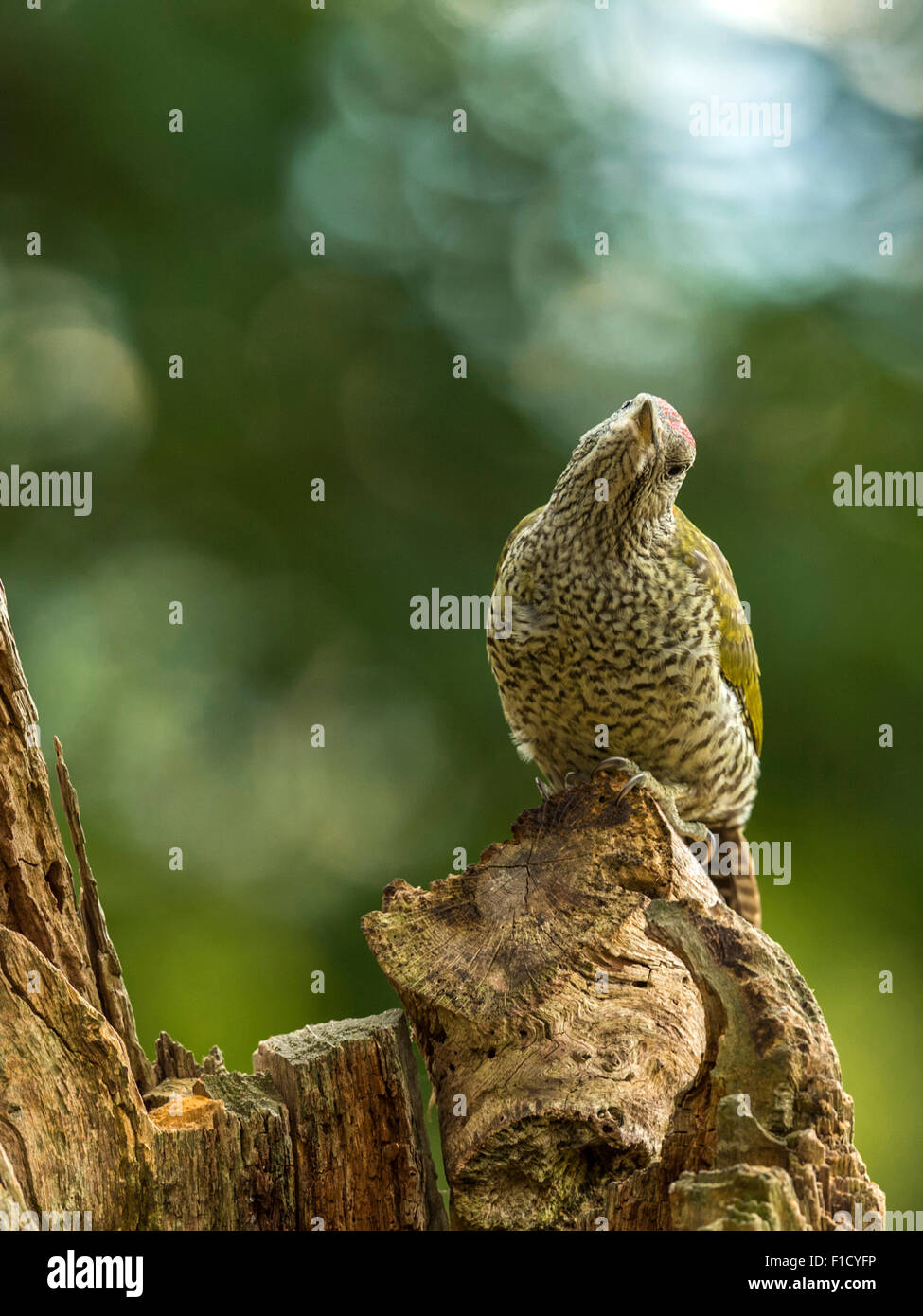 Juvenile European Green Woodpecker (Picus viridis) foraging in natural ...