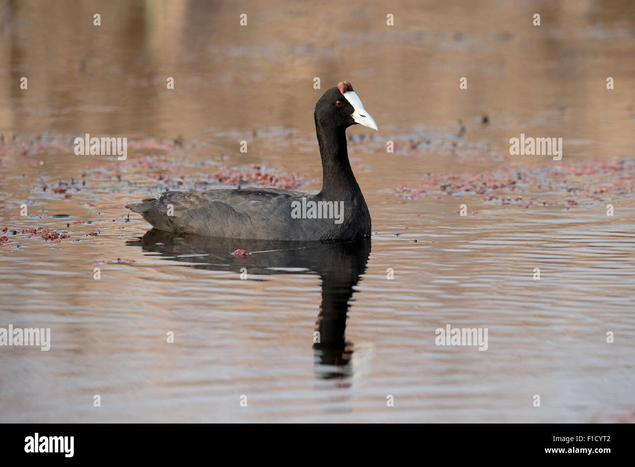 Red-knobbed coot, Fulica cristata, single bird on water, South Africa ...