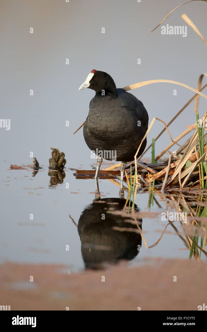 African coot hi-res stock photography and images - Alamy