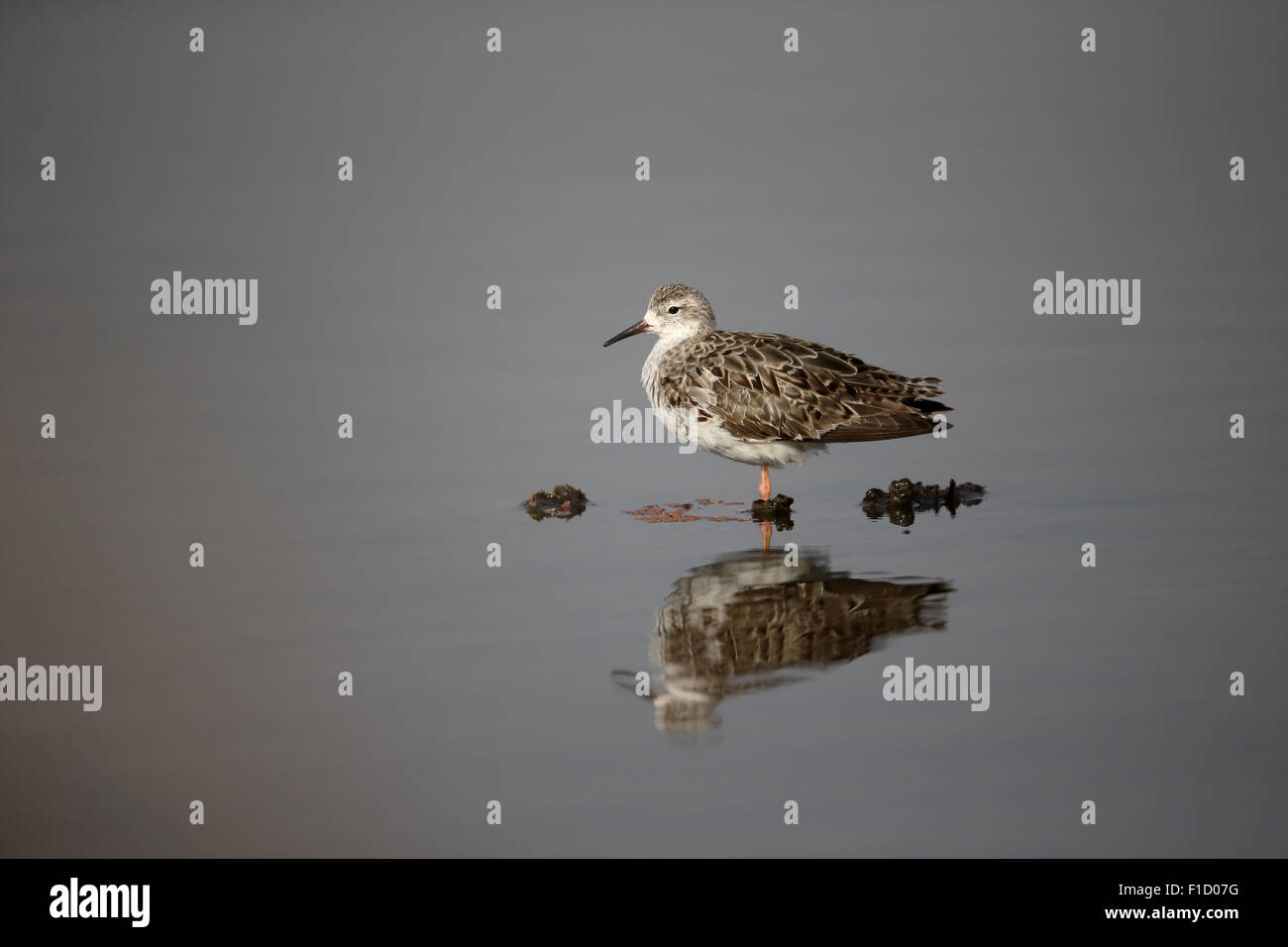 Ruff bird uk hi-res stock photography and images - Alamy