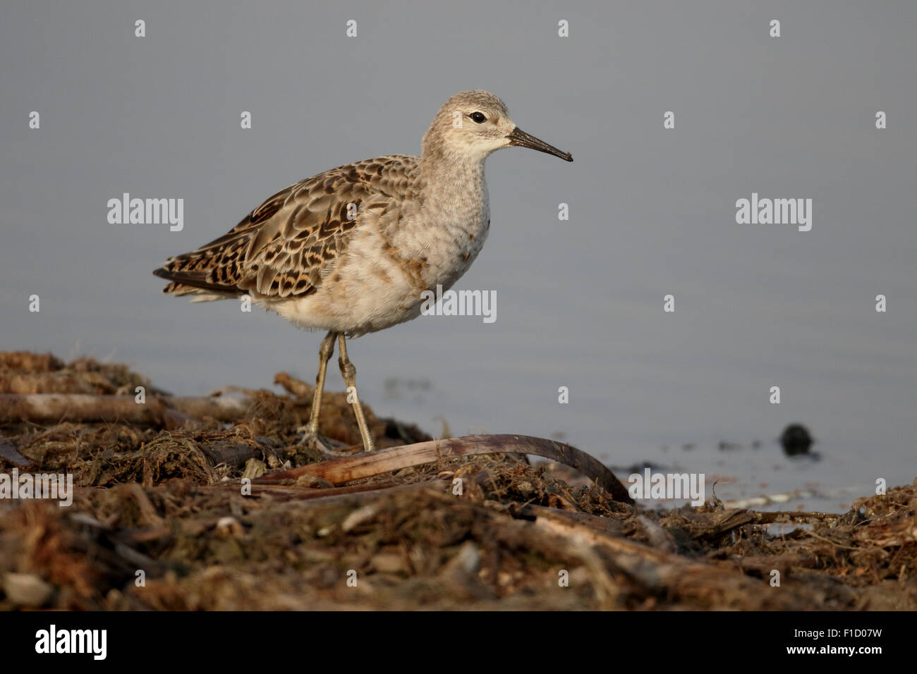 Ruff bird uk hi-res stock photography and images - Alamy