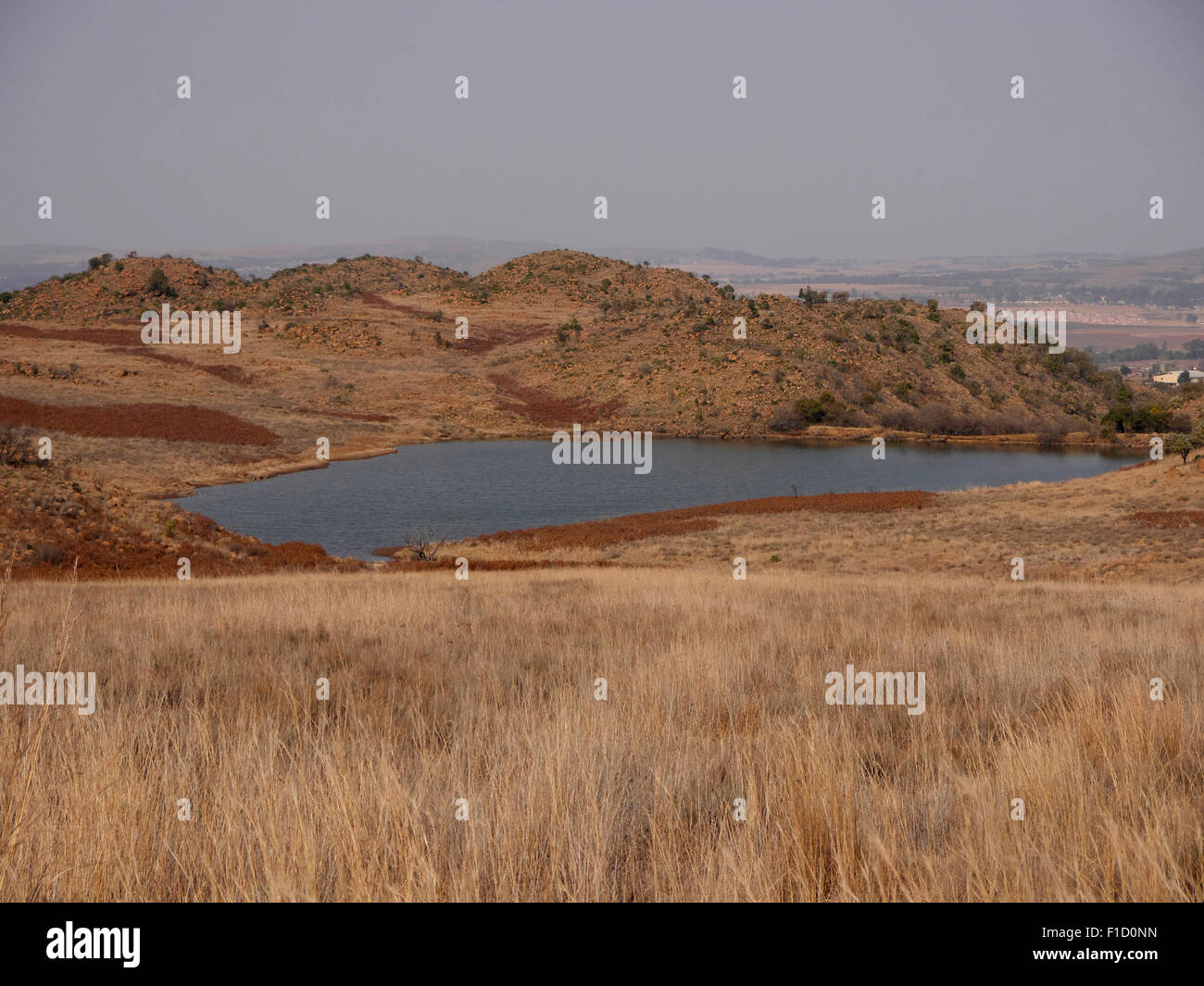 Suikerbosrand Nature reserve, South Africa, August 2015 Stock Photo - Alamy