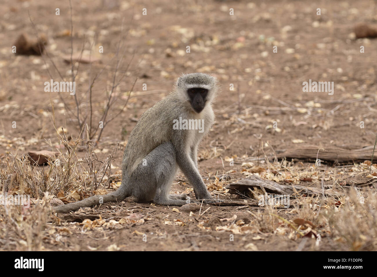 Vervet monkey, Chlorocebus pygerythrus, single mammal, South Africa ...