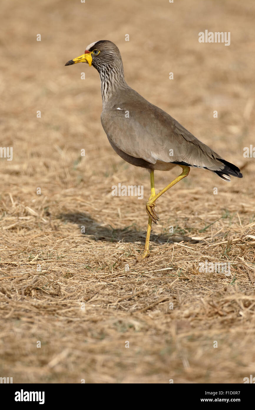 African wattled plover hi-res stock photography and images - Alamy