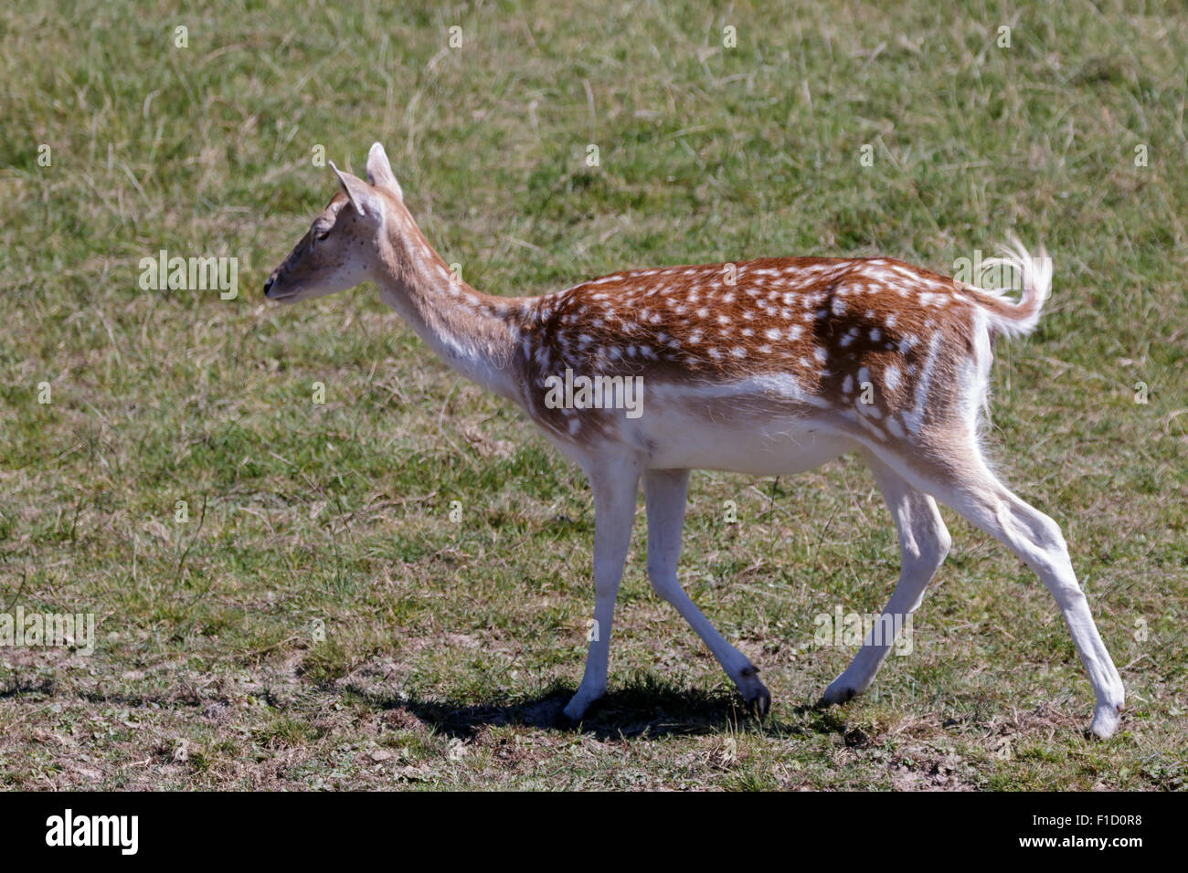 Close up fallow deer walking hi-res stock photography and images - Alamy
