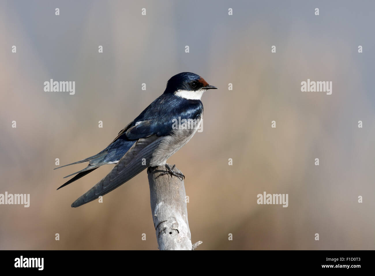African swallow hi-res stock photography and images - Alamy