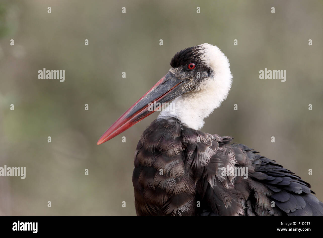 African woolly necked stork hi-res stock photography and images - Alamy