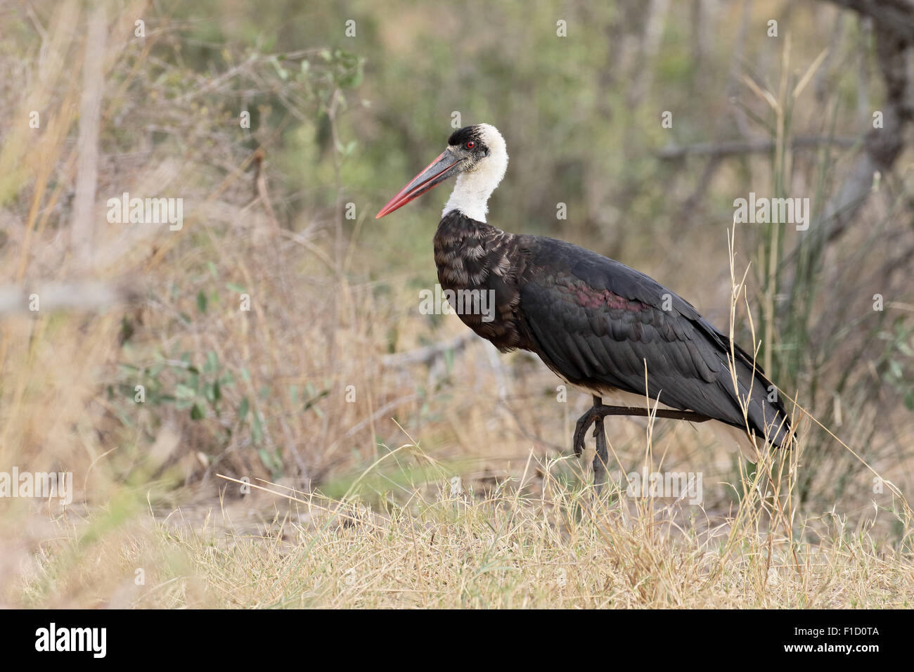 African woolly necked stork hi-res stock photography and images - Alamy