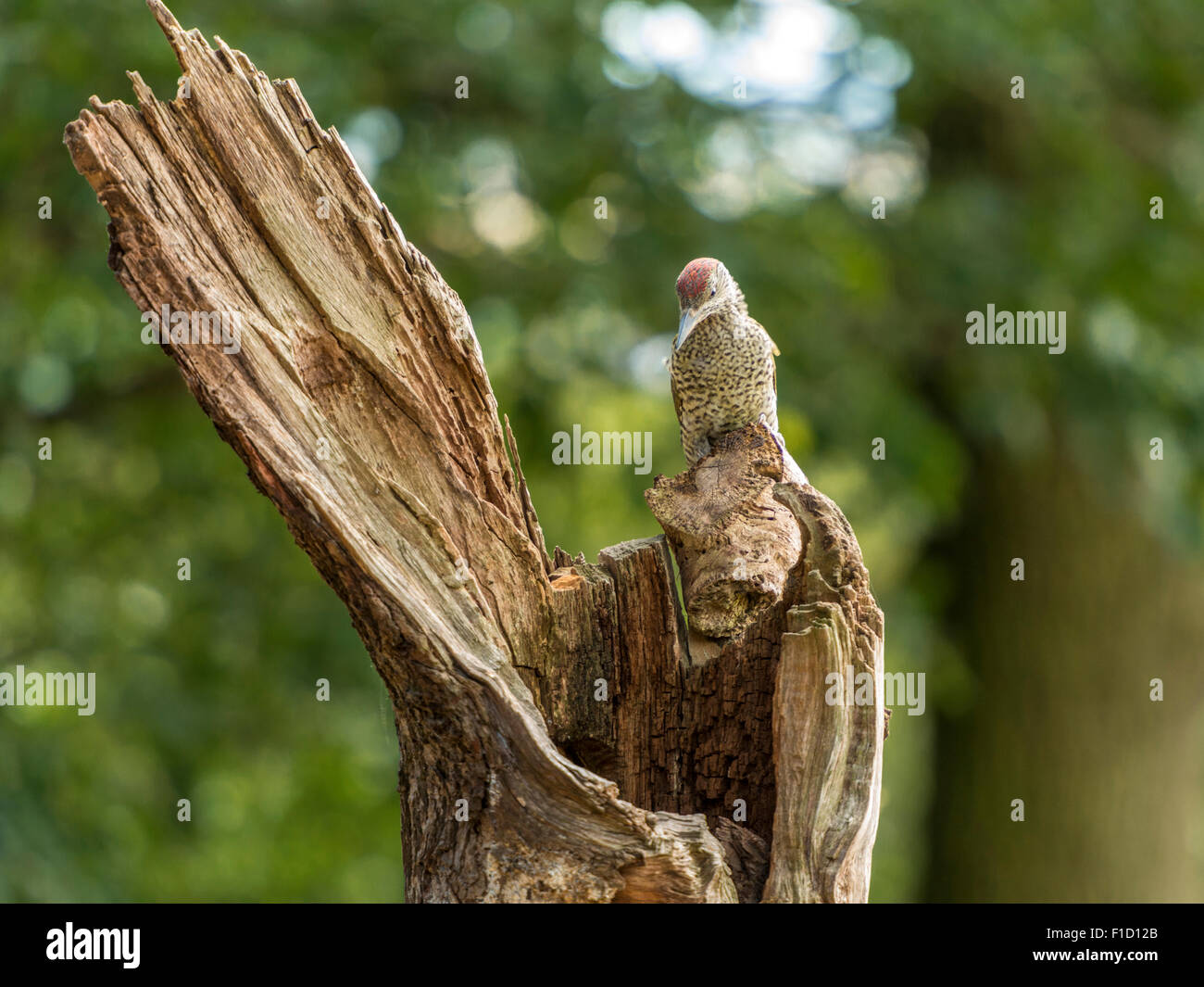 Juvenile European Green Woodpecker (Picus viridis) foraging in natural ...