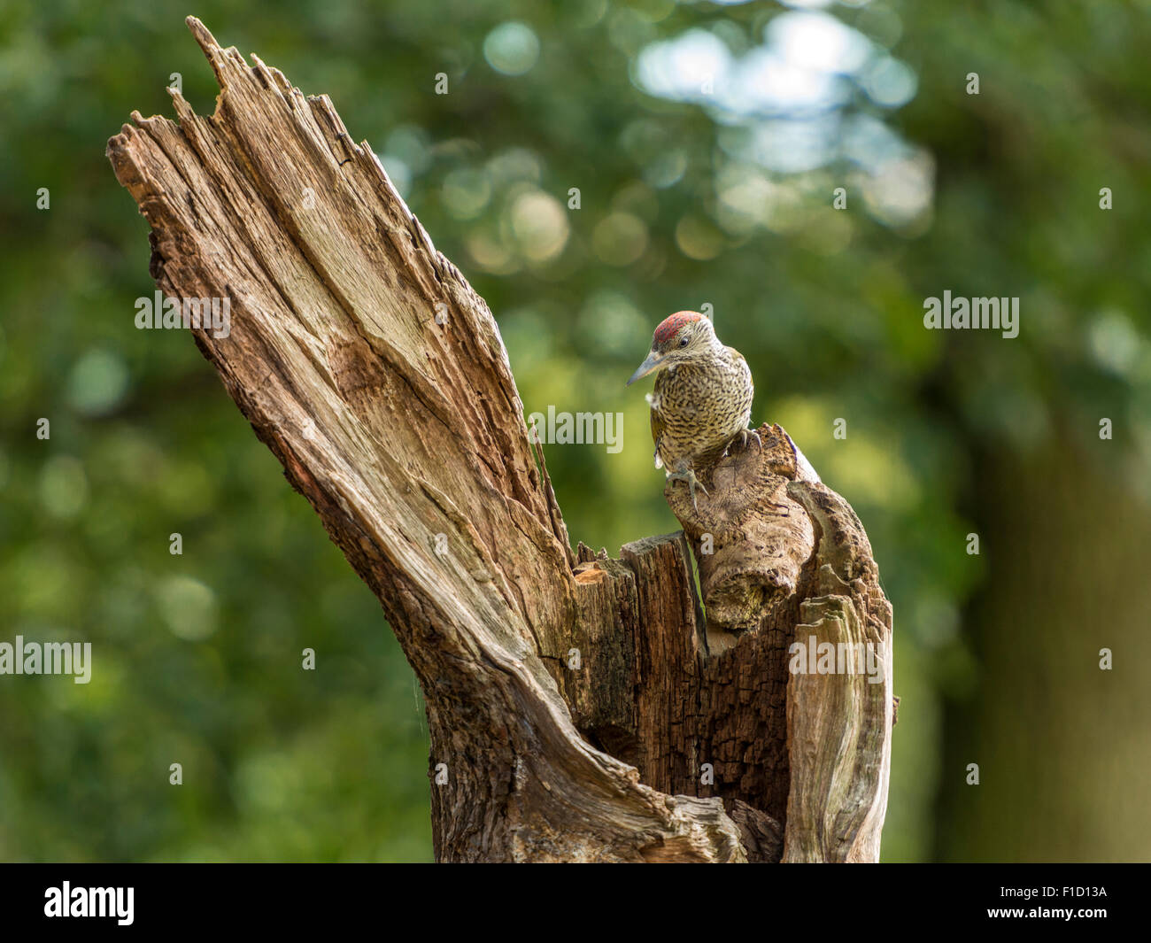 Juvenile European Green Woodpecker (Picus viridis) foraging in natural ...