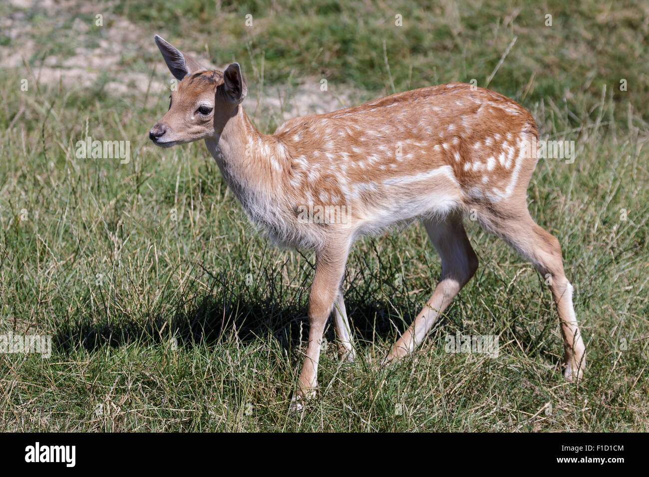 Fallow Deer (Dama dama Stock Photo - Alamy