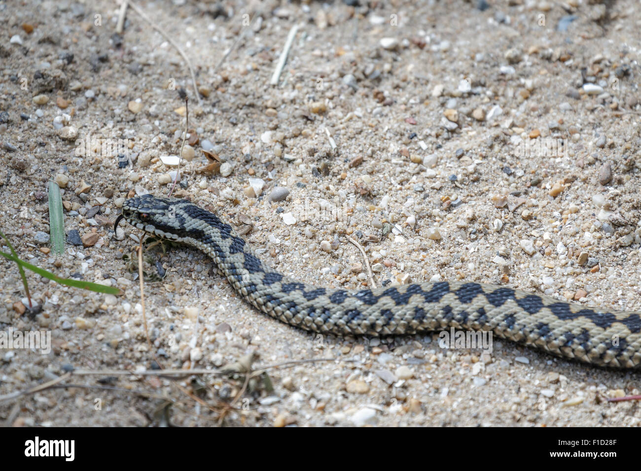 Common European Adder (Vipera berus Stock Photo - Alamy