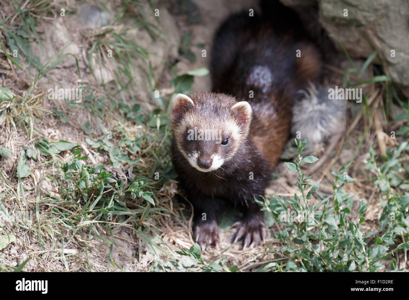 European Polecat (mustela putorius Stock Photo - Alamy