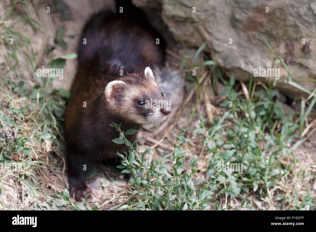 Polecat animal hi-res stock photography and images - Alamy