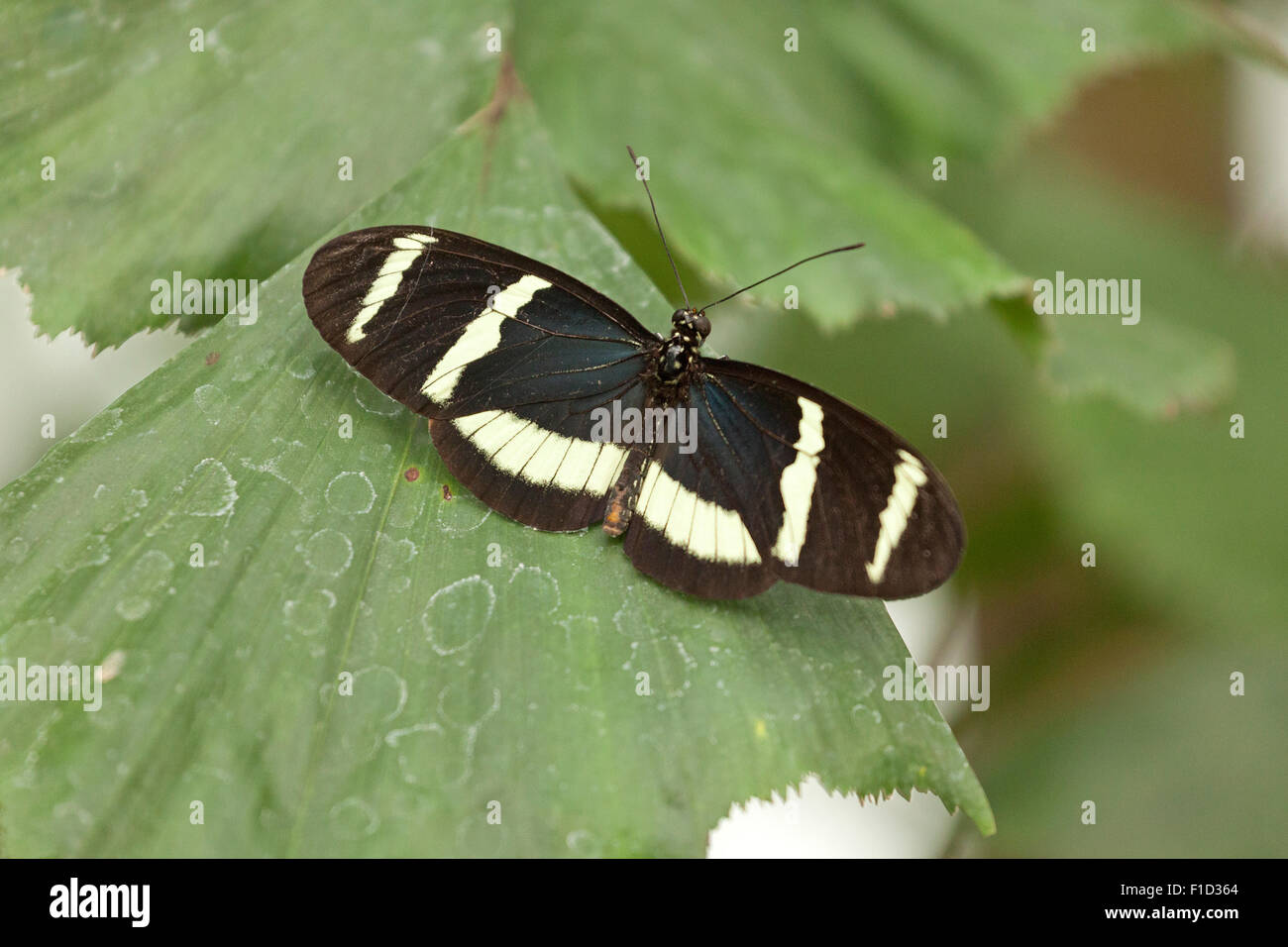 tropical butterfly, Hewitson's Longwing (Heliconius hewitsoni Stock ...