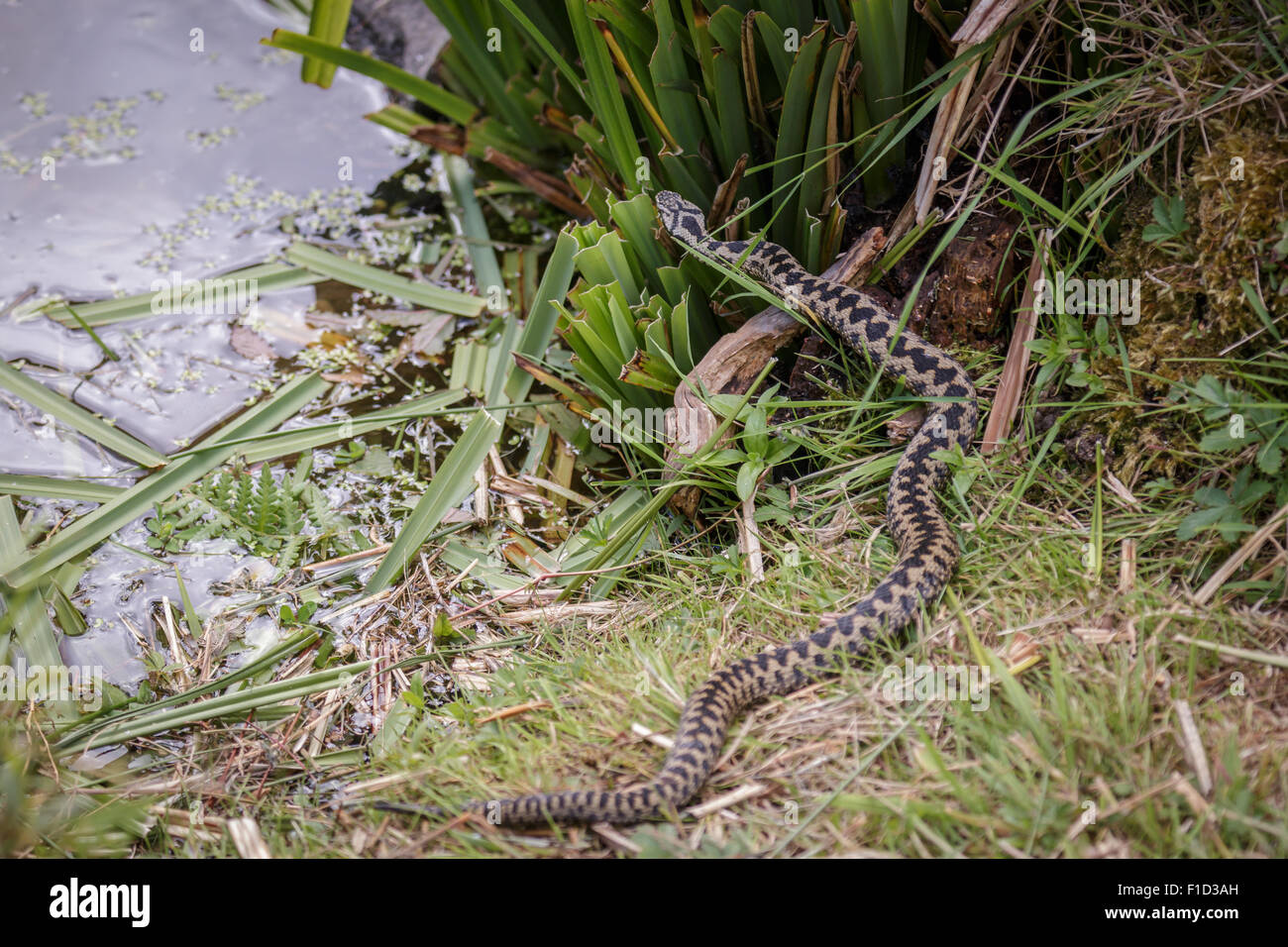 Common European Adder (Vipera berus Stock Photo - Alamy