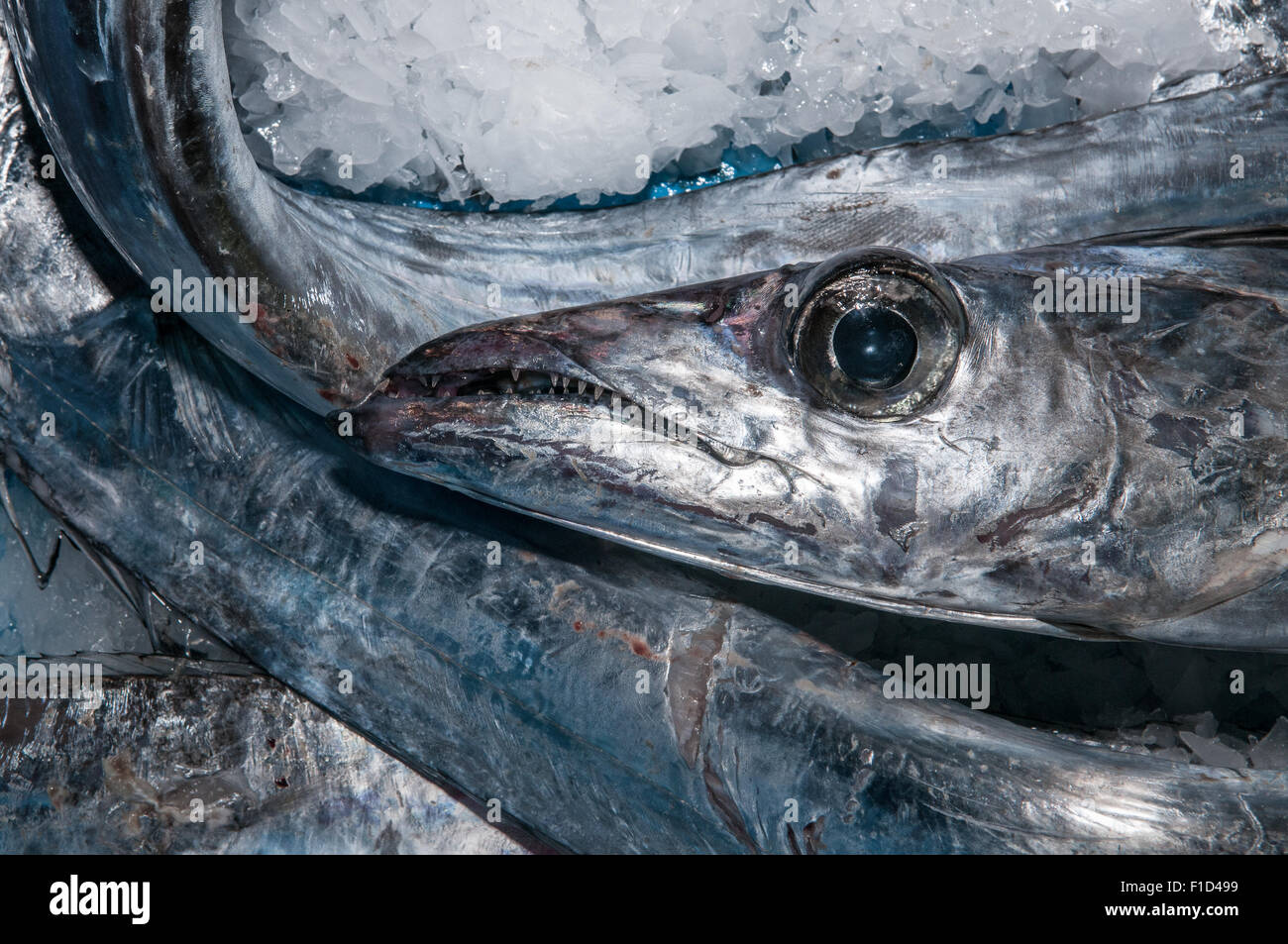 Silver scabbardfish (Lepidopus caudatus) being offloaded from fishing ...