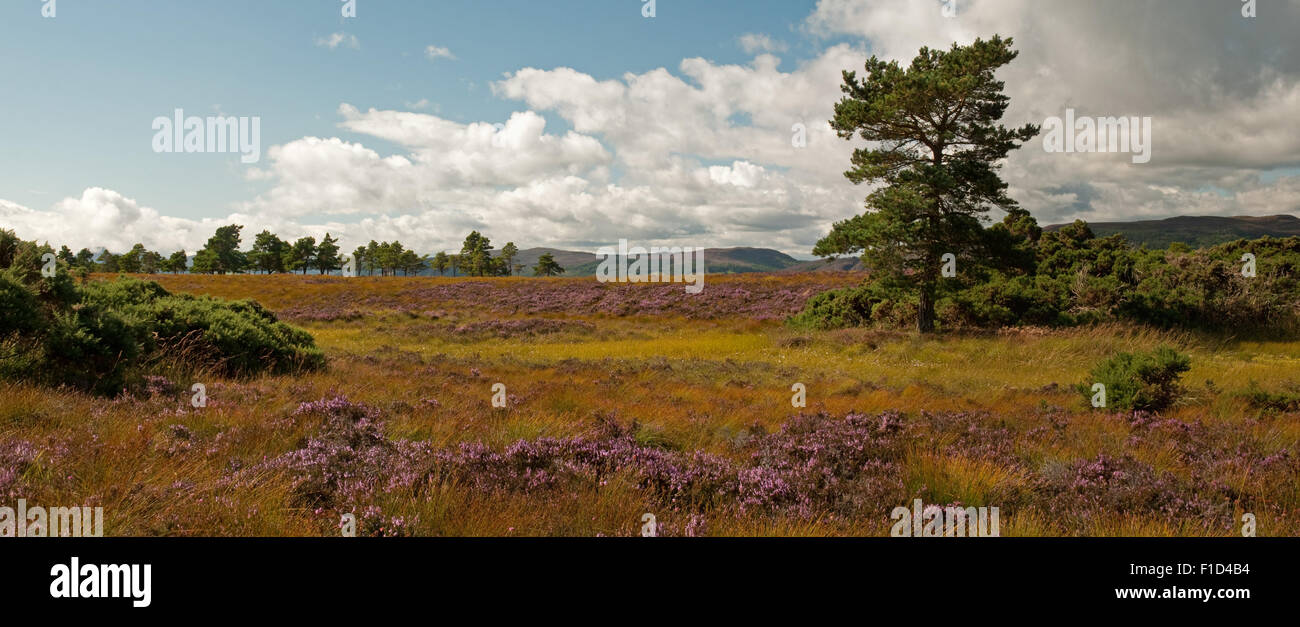 Scottish heather moor hi-res stock photography and images - Alamy